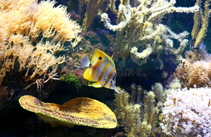 Poissons exotiques photo stock. Image du profondément - 15126692
