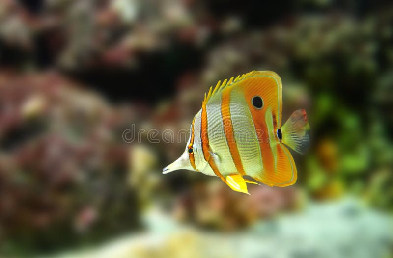 564 Photos de Poissons Exotiques Dans Un Aquarium - Photos de stock ...