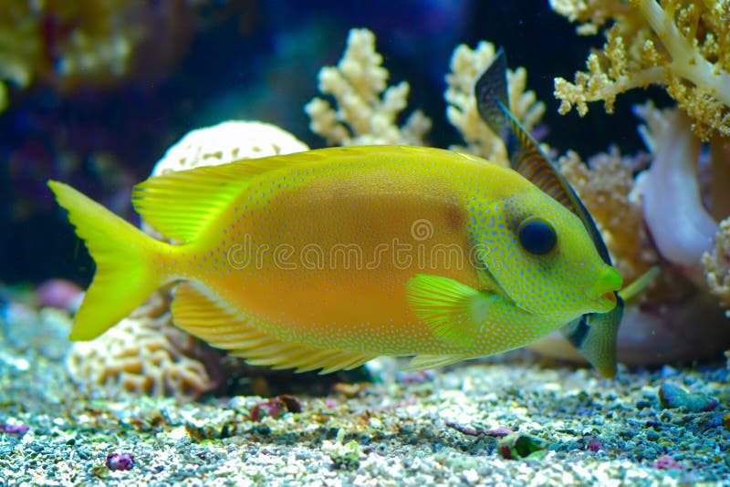 Le Portrait Exotique D'iglobruh De Poissons Nage Dans Un Aquarium Sur ...