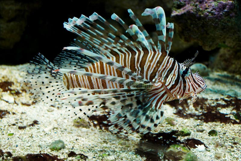 Poissons exotiques photo stock. Image du ailette, coloré - 3666566