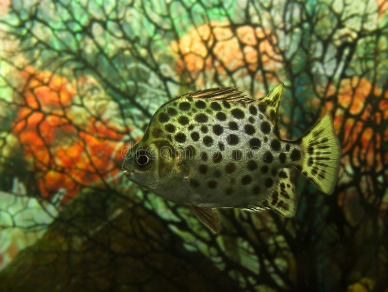 Poissons exotiques photo stock. Image du beau, beauté, raies - 144274