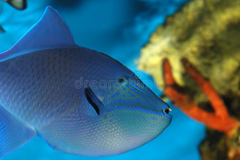 Poissons exotiques photo stock. Image du nautique, tropical - 5384938