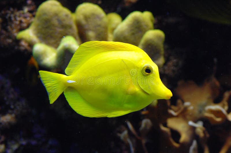 Poissons exotiques 2 image stock. Image du tropical, natation - 5434671