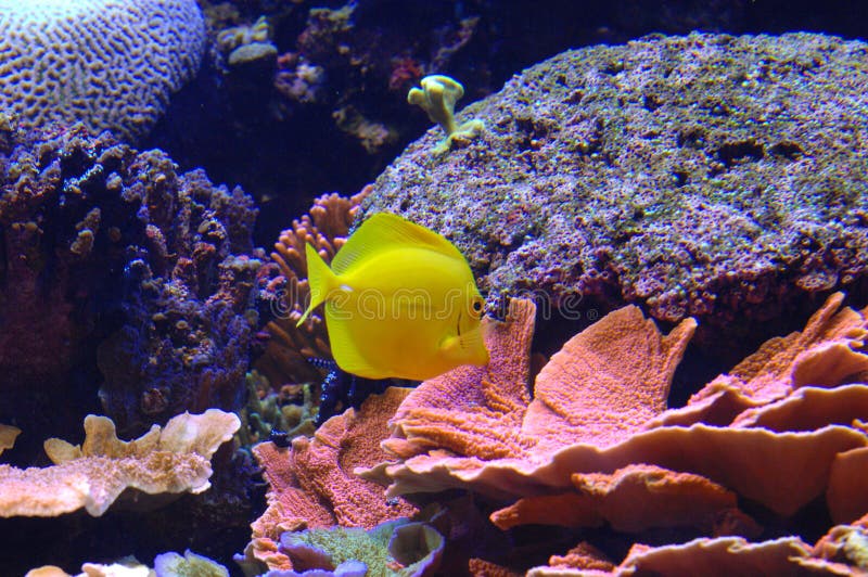 Poissons exotiques 2 image stock. Image du tropical, natation - 5434671