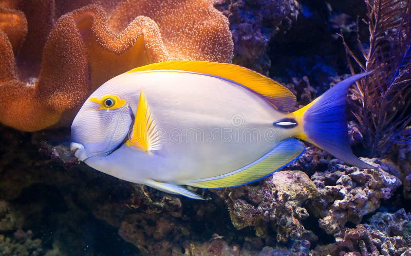 100,340 Photos de Poissons Exotiques Dans Un Aquarium - Photos de stock ...