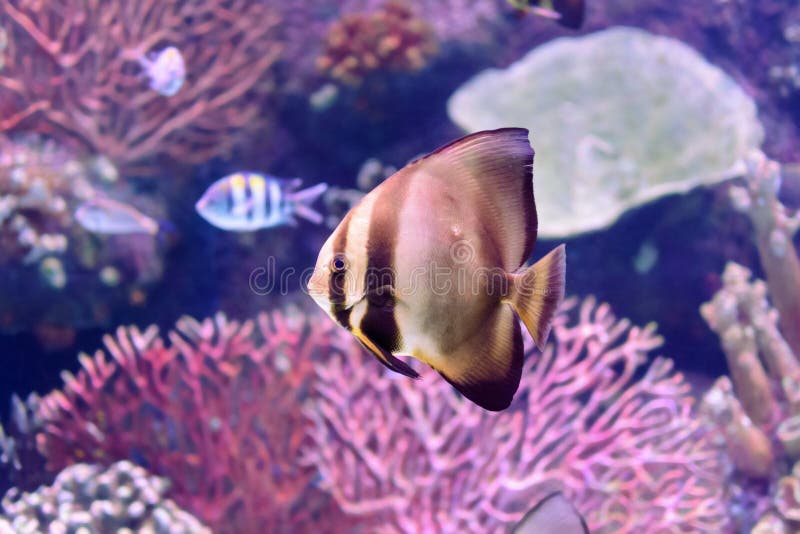 Poissons Exotiques D'isolement Sur Le Fond Noir Photo stock - Image du ...