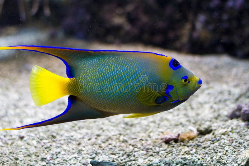 Poissons exotiques photo stock. Image du exotiques, poissons - 5447538