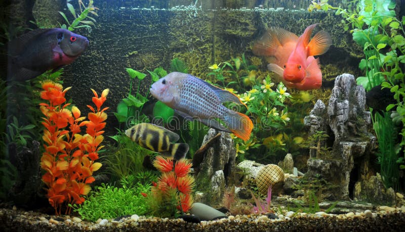 Poissons exotiques photo stock. Image du beauté, durée - 9531188