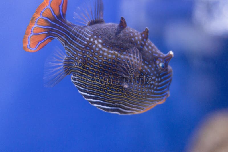 Poissons Exotiques Dans L'aquarium Photo stock - Image du faune ...