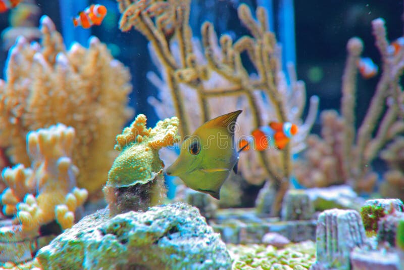 Poissons Exotiques Dans L'aquarium Image stock - Image du centrale ...