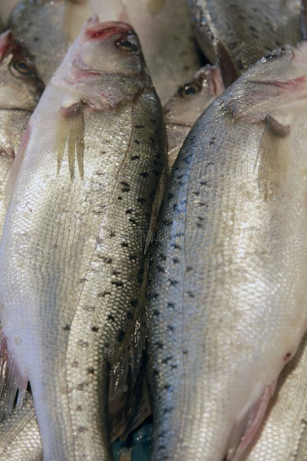 Poissons frais image stock. Image du préparé, ramassage - 17824487