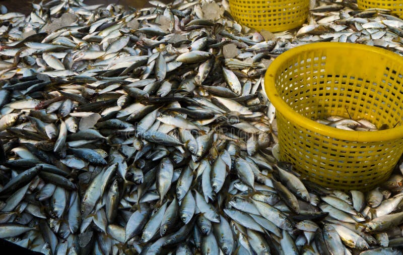 Poissons frais image stock. Image du panier, poissons - 23359905