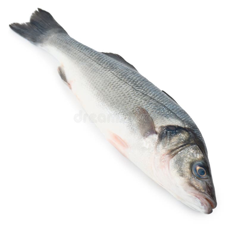 Bar de mer de poisson cru image stock. Image du européen - 31454097
