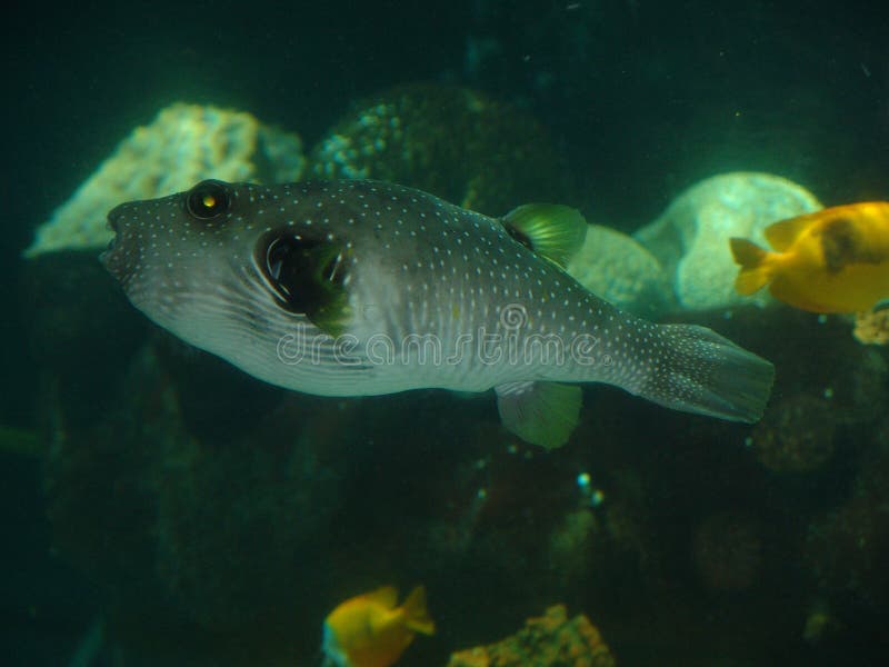 Poissons gonflés image stock. Image du arrière, poissons - 224731