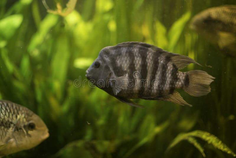 Les poissons gris photo stock. Image du marin, durée - 27635732