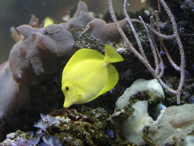 Poissons jaunes photo stock. Image du pacifique, photo - 740002