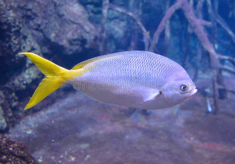 La Queue De La Carpe De Poissons D'isolement Image stock - Image du ...