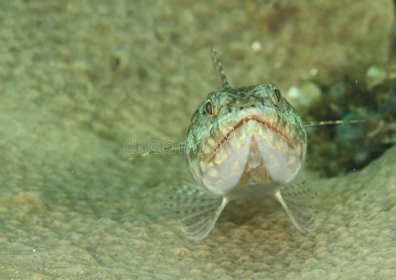 Poissons avec des dents image stock. Image du dent, poissons - 29133617