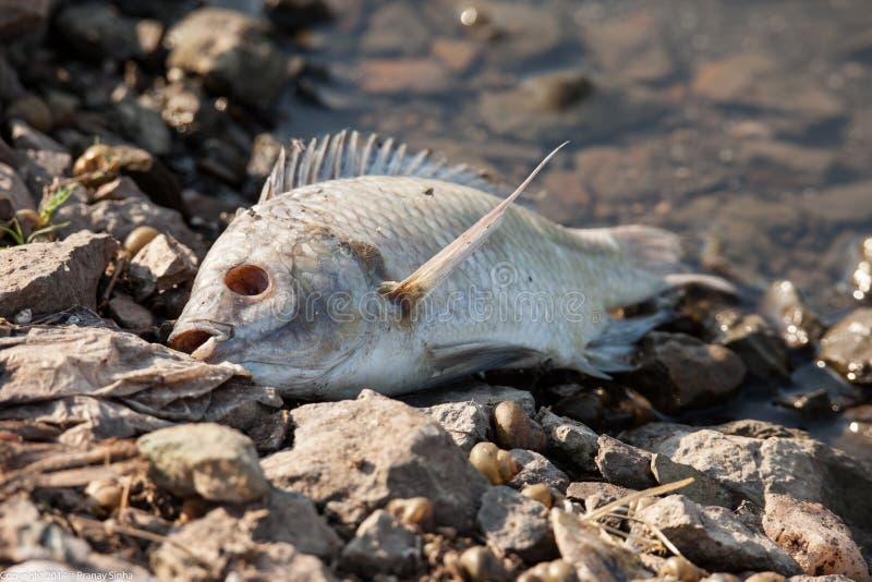 20,532 Photos de Poissons Morts - Photos de stock gratuites et libres ...