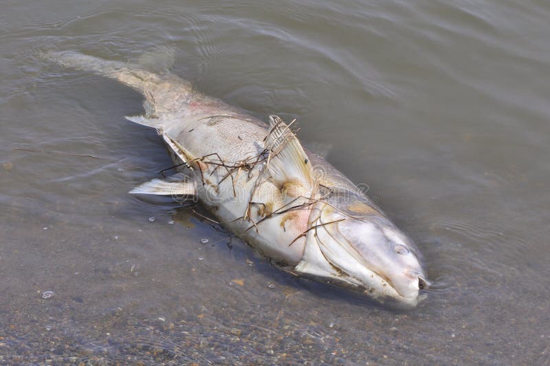 Poissons Morts Flottant Sur L'eau Photo stock - Image du écologie ...