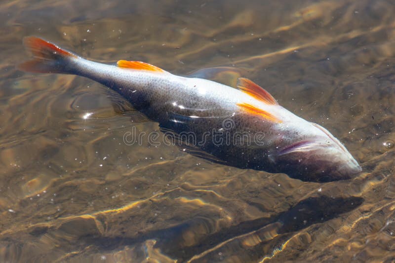 19,760 Photos de Poissons Morts - Photos de stock gratuites et libres ...