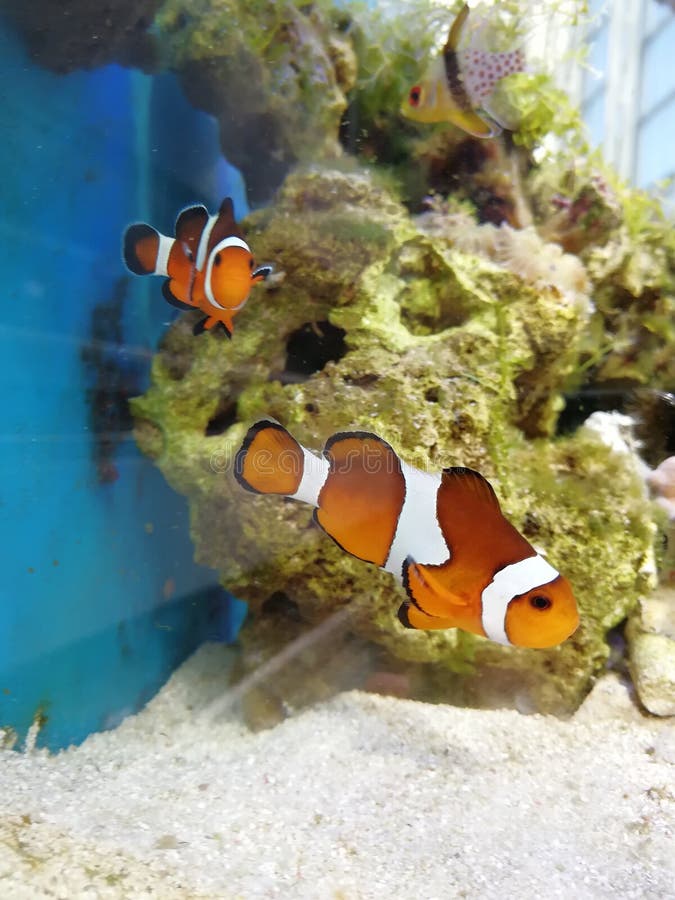 Poissons nemo photo stock. Image du animal, aquarium - 116607516