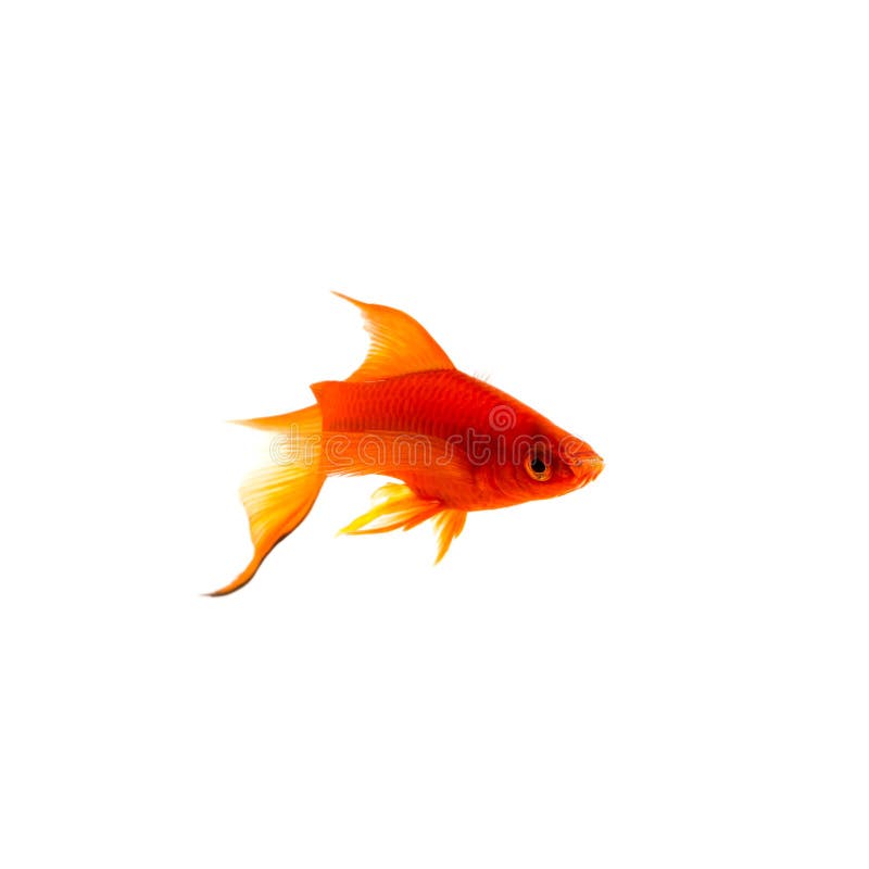 Goldfish D'isolement Sur Le Fond Blanc Peu Poissons Rouges Sur Le Fond ...