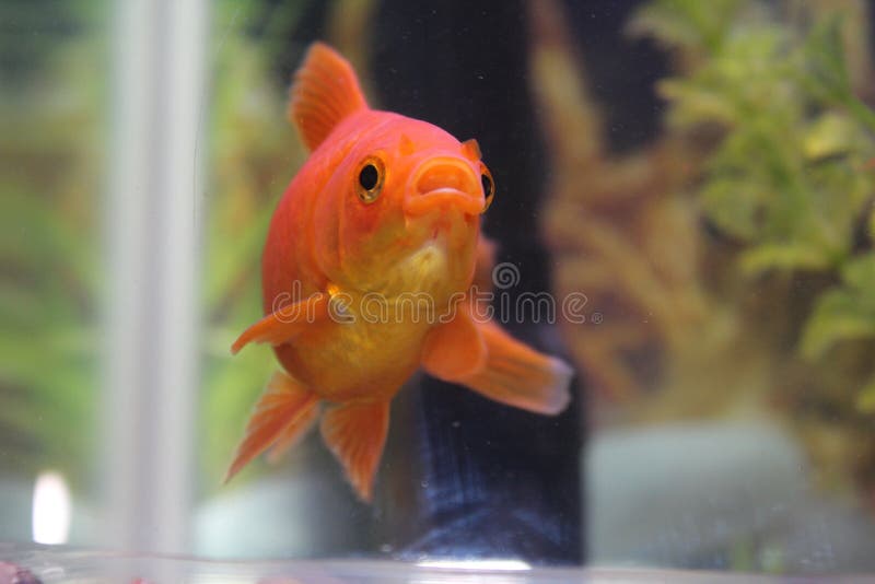 Poissons mignons image stock. Image du visage, sourire - 31057997