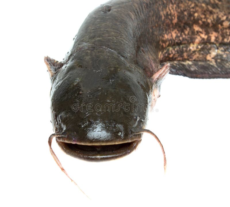 Poissons Poisson-chat Sur Fond Blanc Photo stock - Image du moustache ...