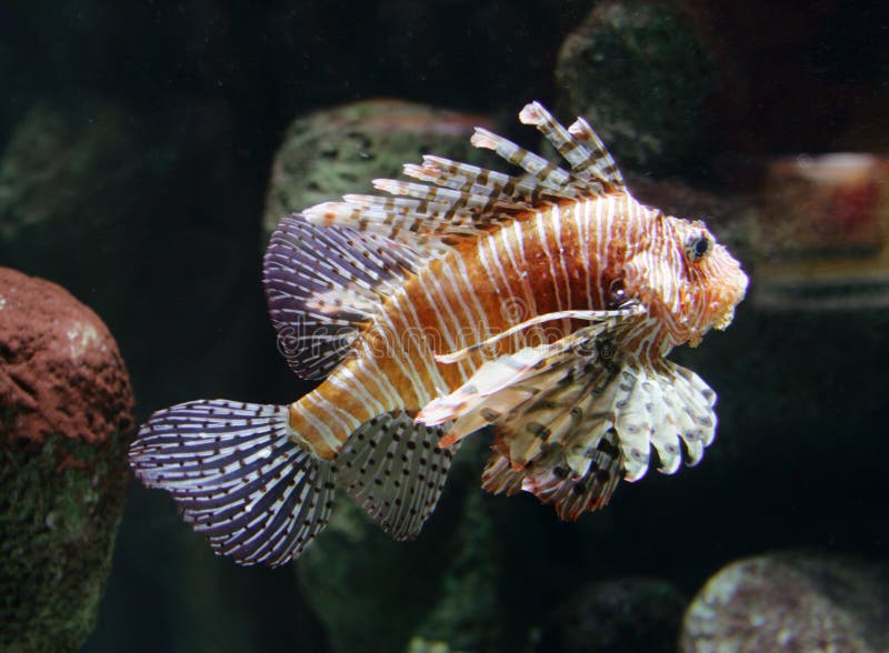 Poissons rayés photo stock. Image du noir, marin, poissons - 4434090