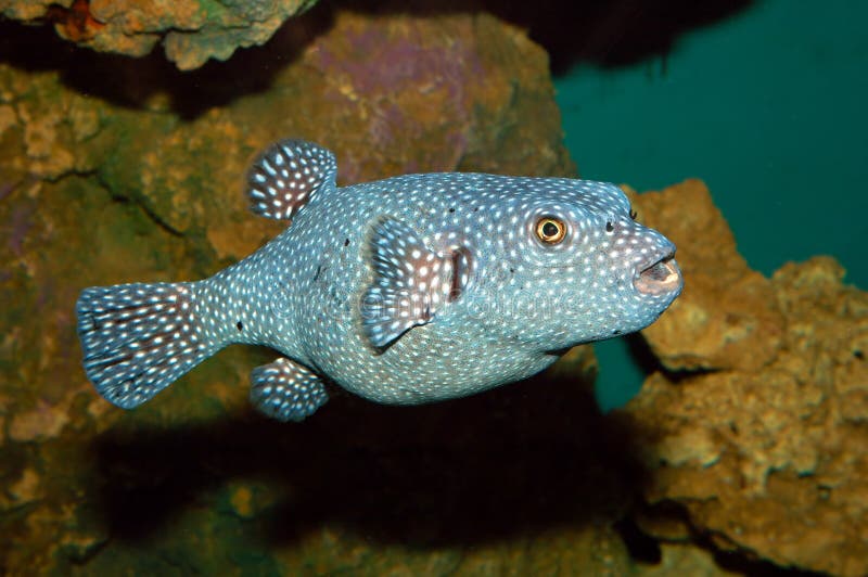 Poissons Rayés Jaunes Tropicaux Chez Cozumel Mexique Image stock ...