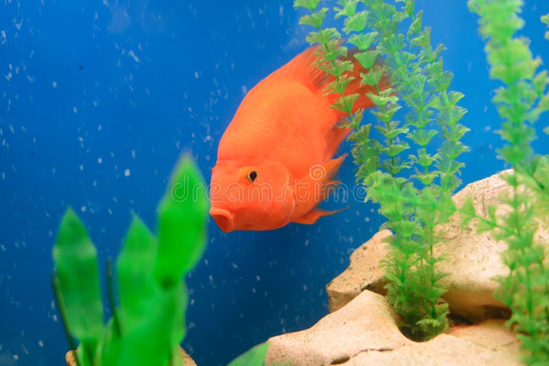 Poissons Rouges Dans L'aquarium Bleu Image stock - Image du expression ...