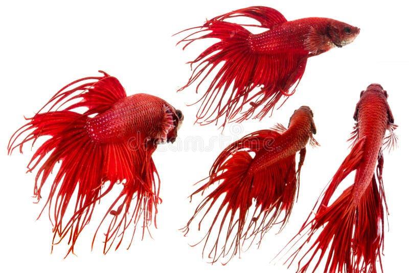 Poissons Rouges De Betta De Queue De Couronne Image stock - Image of ...