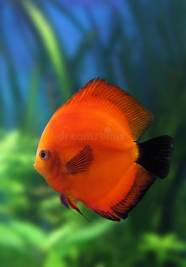 Poissons Bleus De Disque Dans L'aquarium Image stock - Image du ...