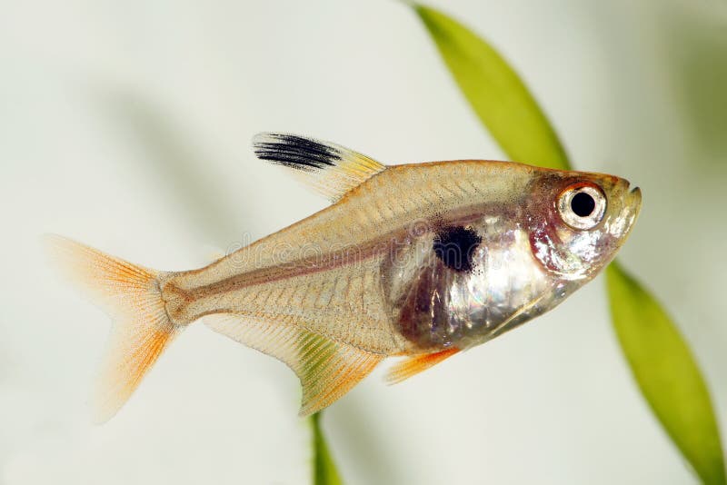 Red Phantom Tetra Hyphessobrycon Sweglesi Macro Gros Plan Dans Un ...