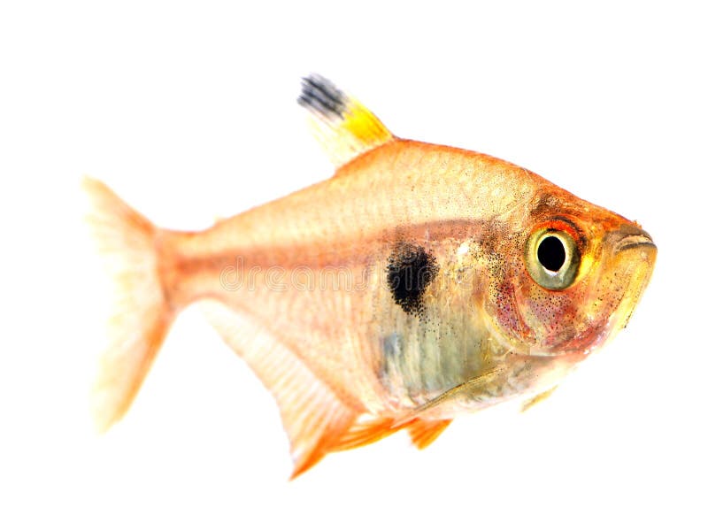 Poissons Rouges De Phantom Tetra Image stock - Image du réfraction ...