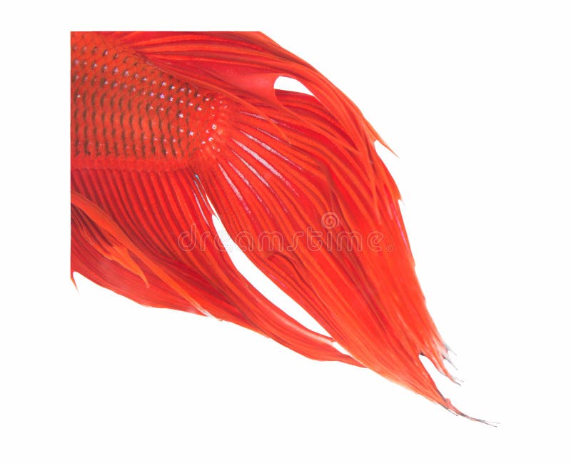 Poissons Rouges Et Belle Queue Image stock - Image du domestique, oeil ...