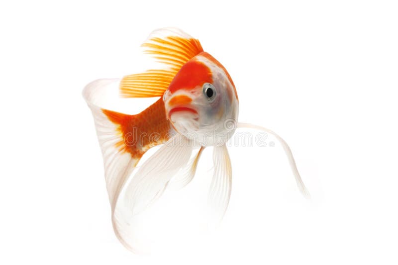 Poissons Rouges Et Blancs De Koi Photo stock - Image du orange, espace ...