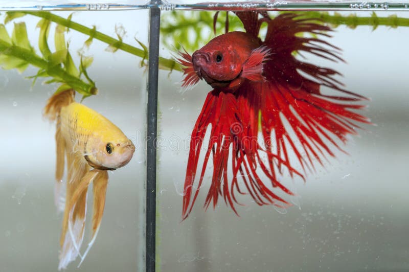 26,495 Photos de Betta Fish - Photos de stock gratuites et libres de ...