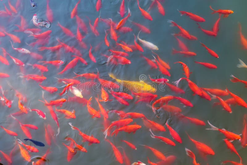 Poissons rouges image stock. Image du ondulation, animal - 158339281