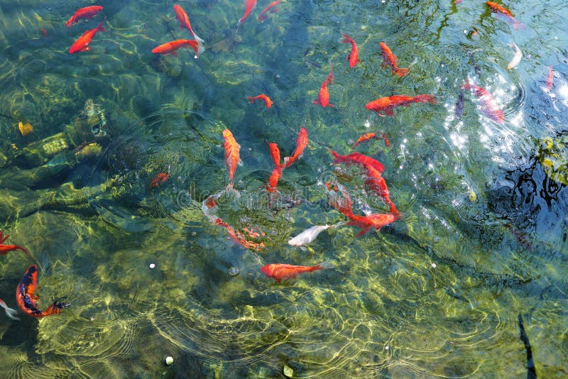 Poissons rouges photo stock. Image du bain, animal, poissons - 167140048
