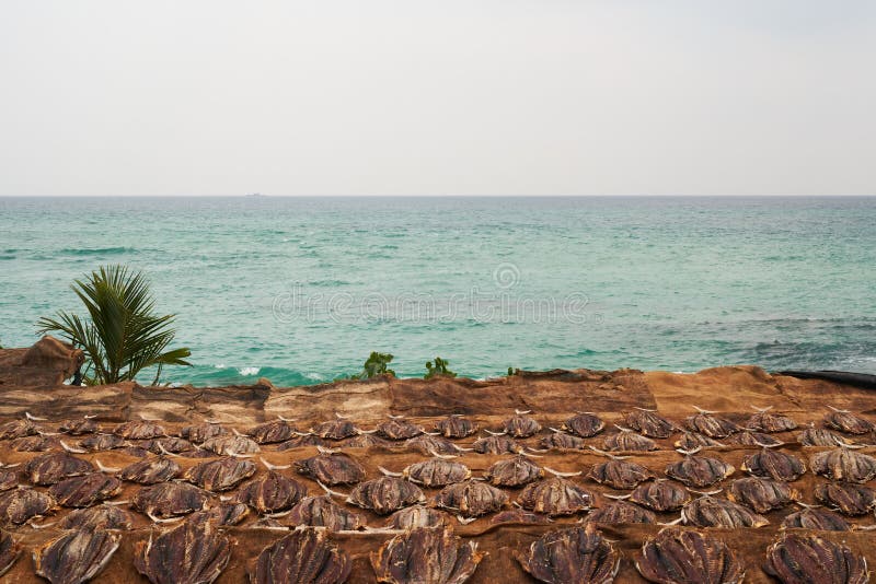 Poissons Secs Sur La Plage De Sri Lanka Photo stock - Image du poissons ...