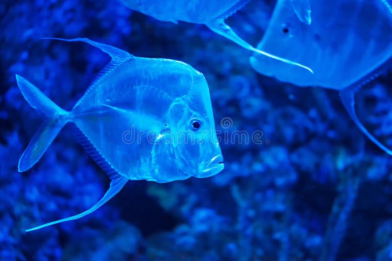 Poissons transparents. photo stock. Image du image, nature - 18484524