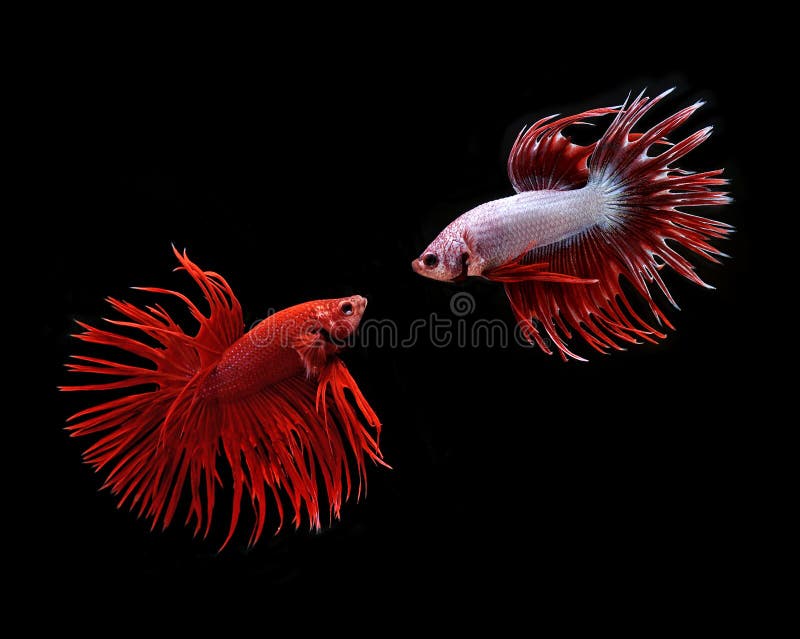 FishRosetail De Combat Siamois De Couleur Rouge, Poisson De Combat ...