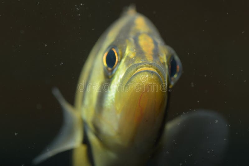 Poisson Tigre Siamois Nageant Dans Un Aquarium - Poisson Tigre Image ...