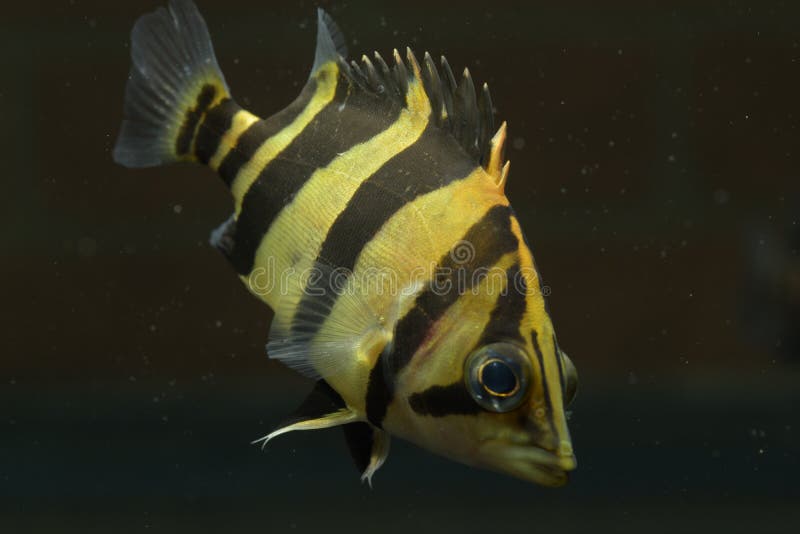 Poisson Tigre Siamois Nageant Dans Un Aquarium - Poisson Tigre Image ...
