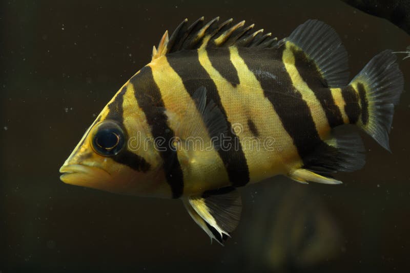 Poisson Tigre Siamois Nageant Dans Un Aquarium - Poisson Tigre Image ...