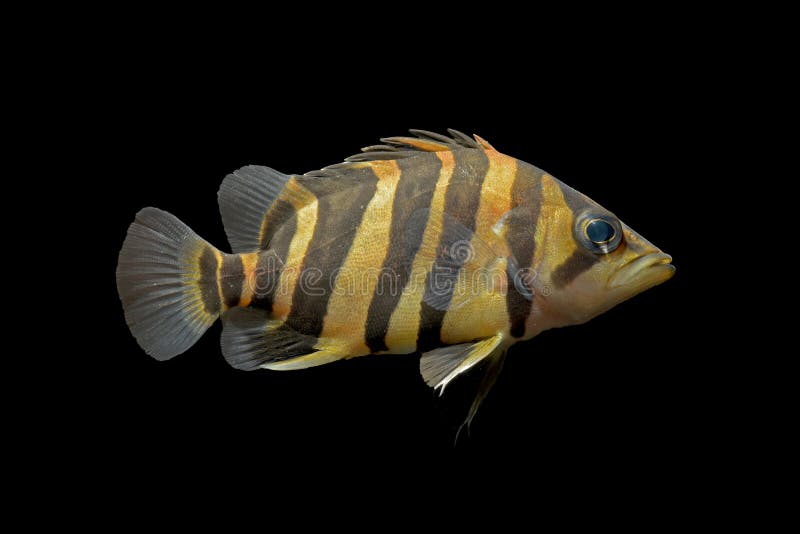 Poisson Tigre Siamois Nageant Dans Un Aquarium - Poisson Tigre Image ...