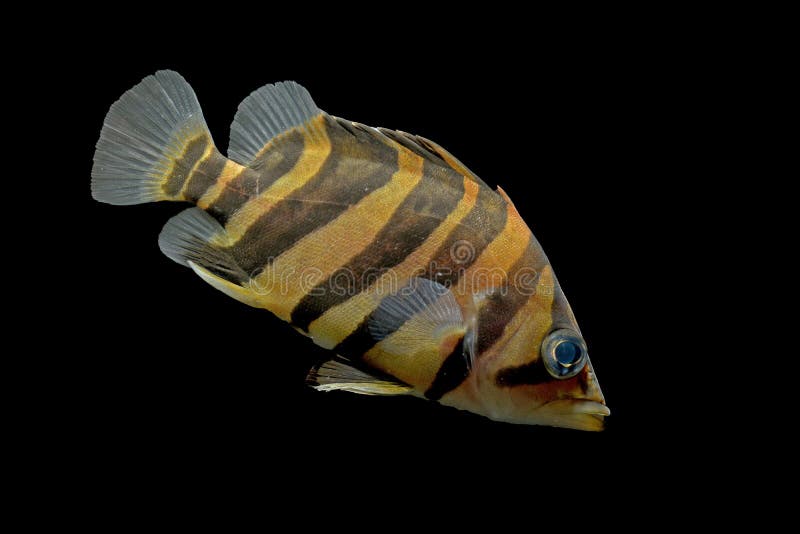 Poisson Tigre Siamois Nageant Dans Un Aquarium - Poisson Tigre Image ...