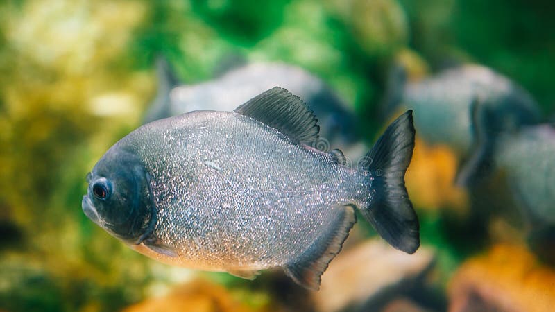 Poissons Sous-marins De Piranha Photo stock - Image du fermer ...
